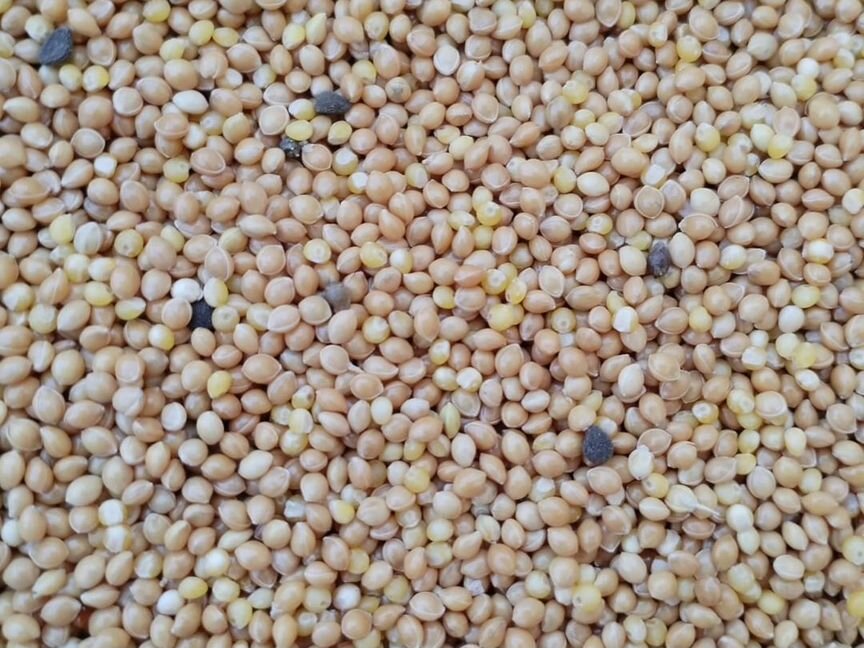 Желтое просо