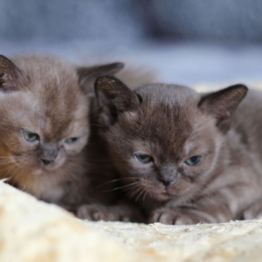 Бурманские котята из питомника