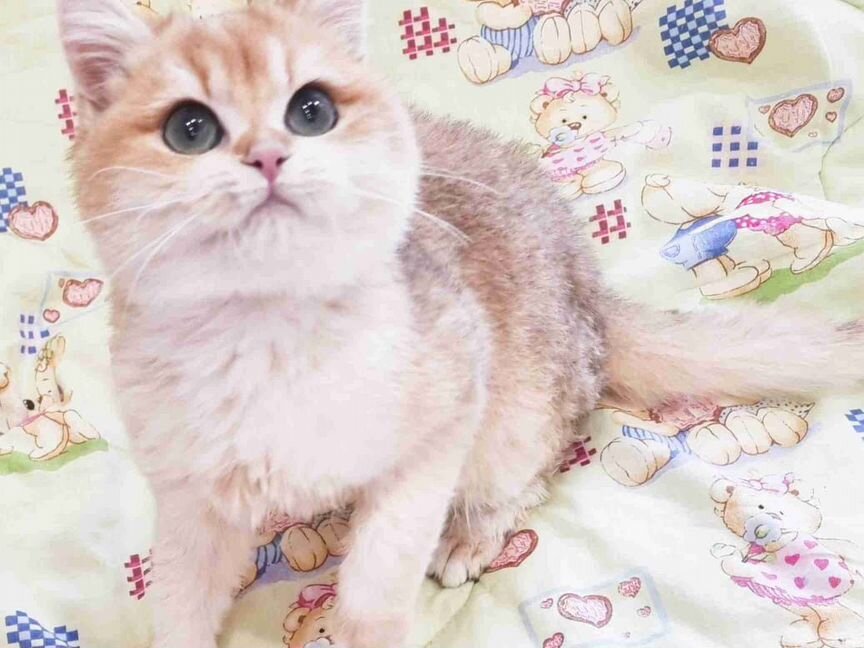 Кошечка ищет семью