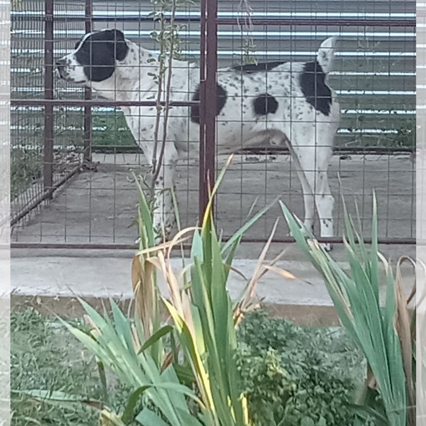 Кобель сао вязка