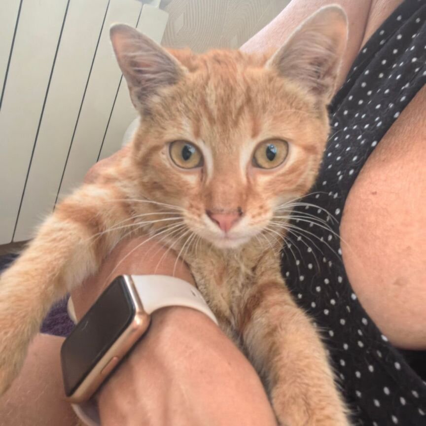 Котенок Тузик