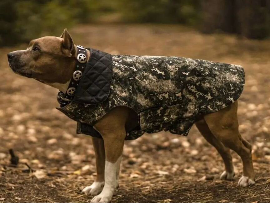 Попона для собак