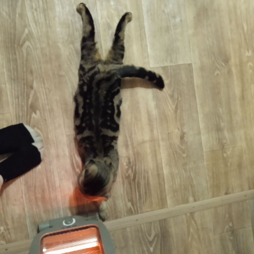 Шотландская кошка вязка