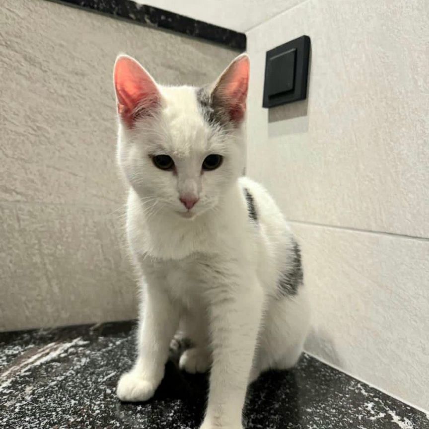 Супер ласковый котенок