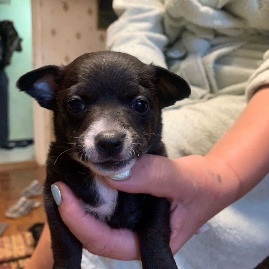 Щенки чихуахуа