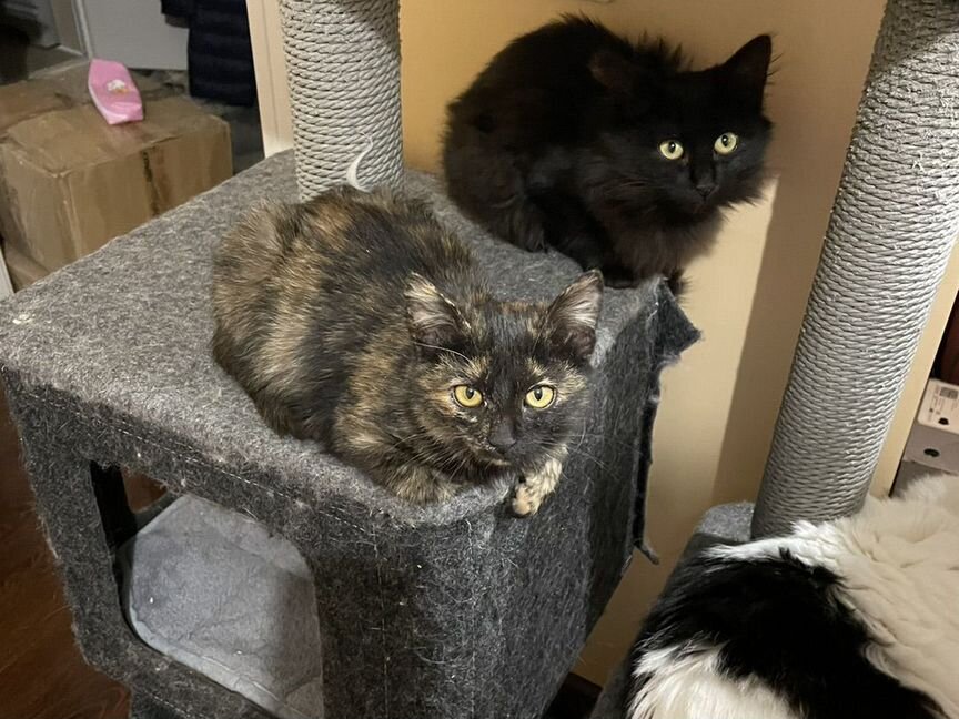 Котятки 3 мес. в добрые ручки