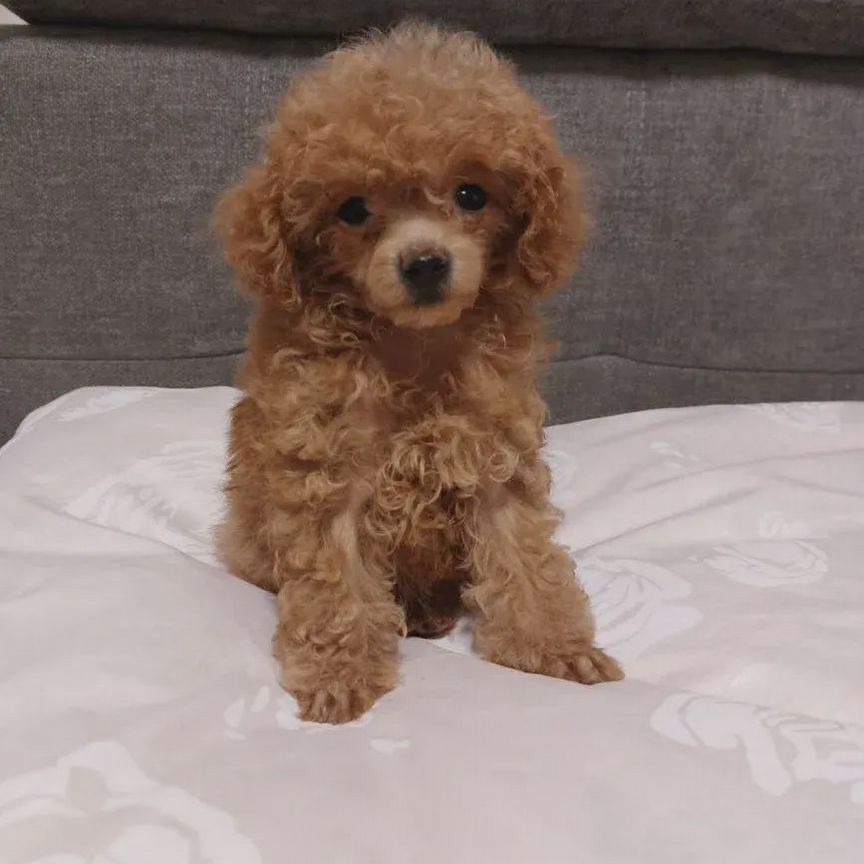 Пудель, щенок