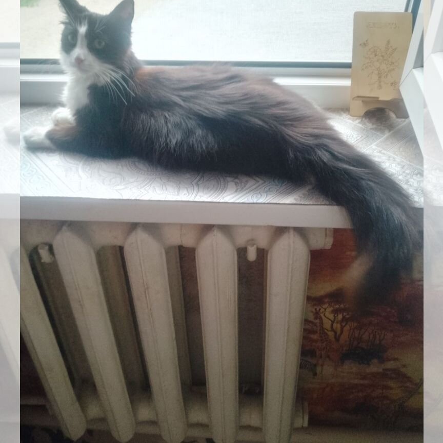 Взрослая, Девочка кошка в добрые руки