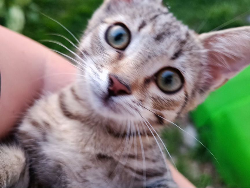 Котёнок в добрые руки
