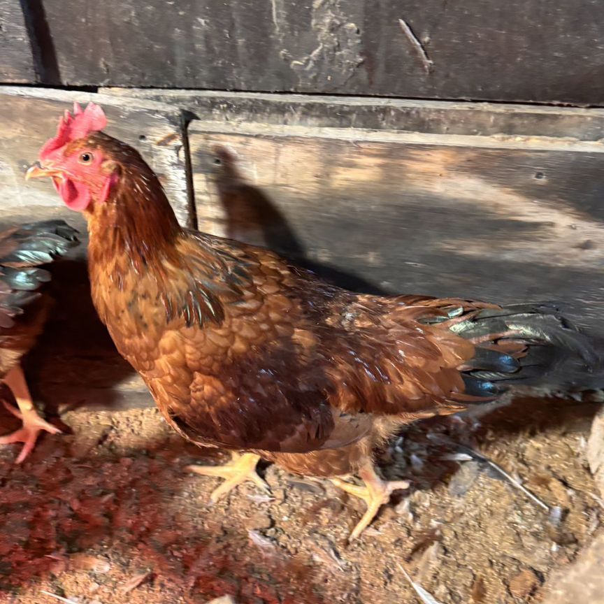 Продам молодых петухов породы Ломан Браун