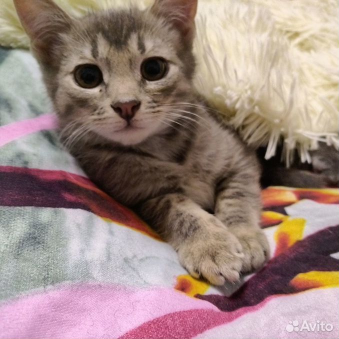 Очаровательный котенок Тигра (3 месяца)