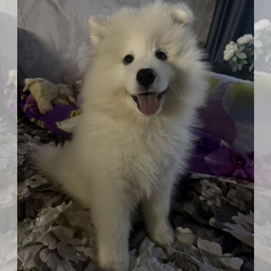 Самоедская собака, щенок