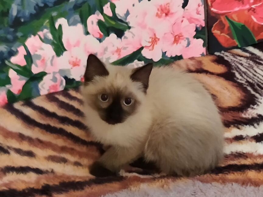 Котята на счастье