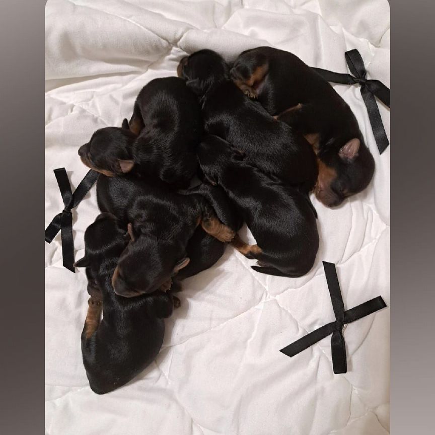 Йоркширский терьер щенки