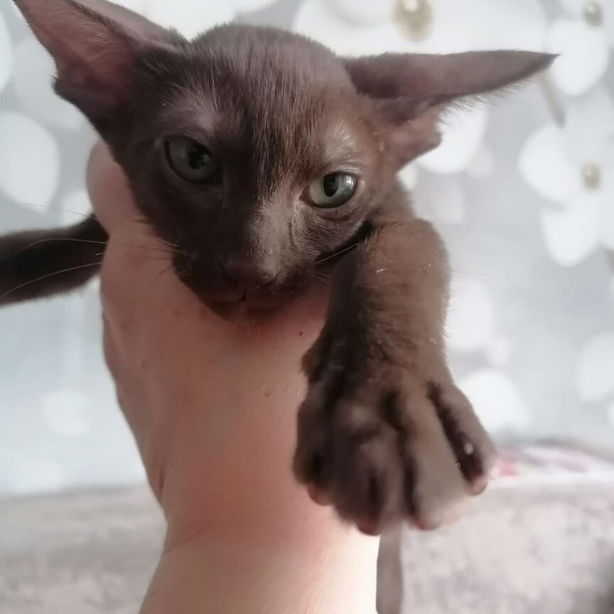 Котята