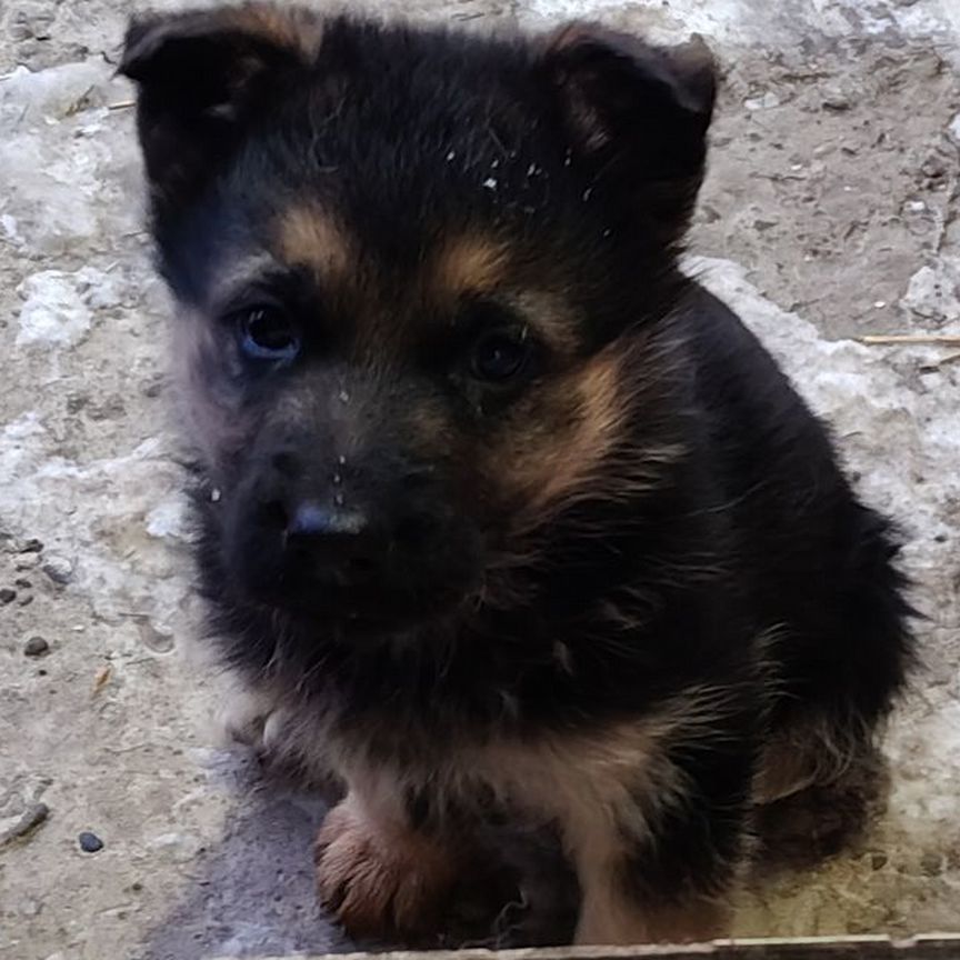 Немецкая овчарка, щенок