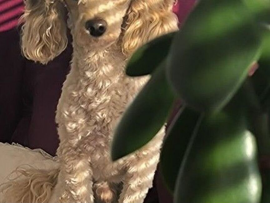 Миниатюрный пудель