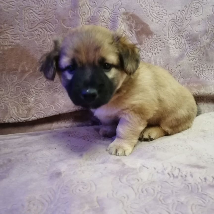 Маленький щенок в добрые руки
