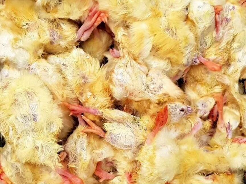 Цыплята на корм