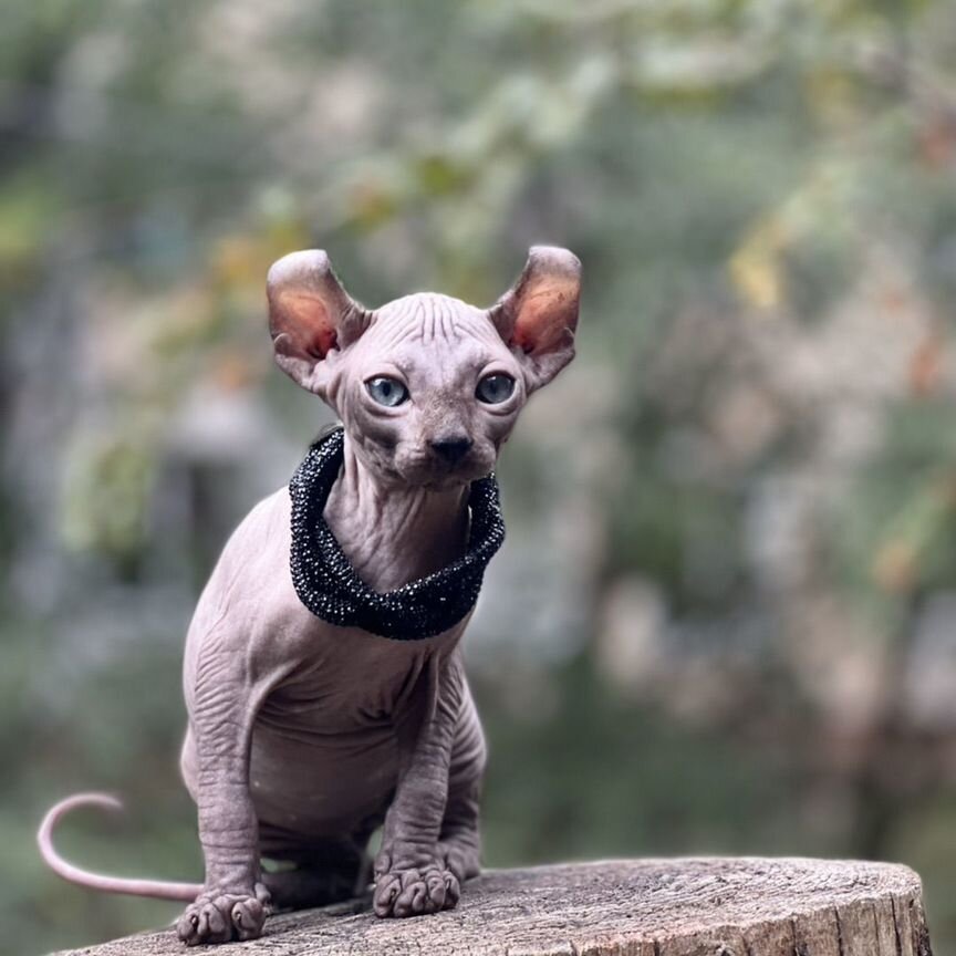 Неземной красоты эльфиечка