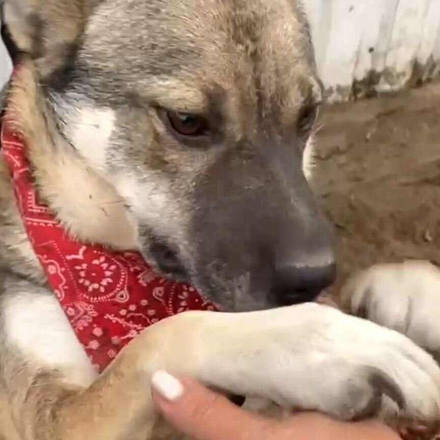 Взрослая собака в добрые руки