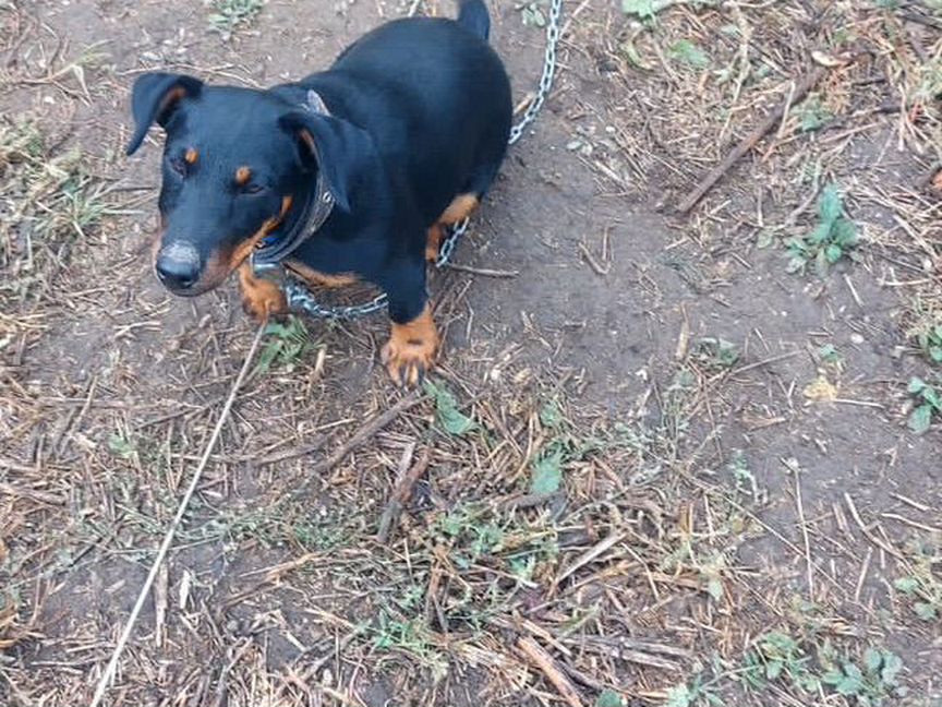 Собака ягдтерьер