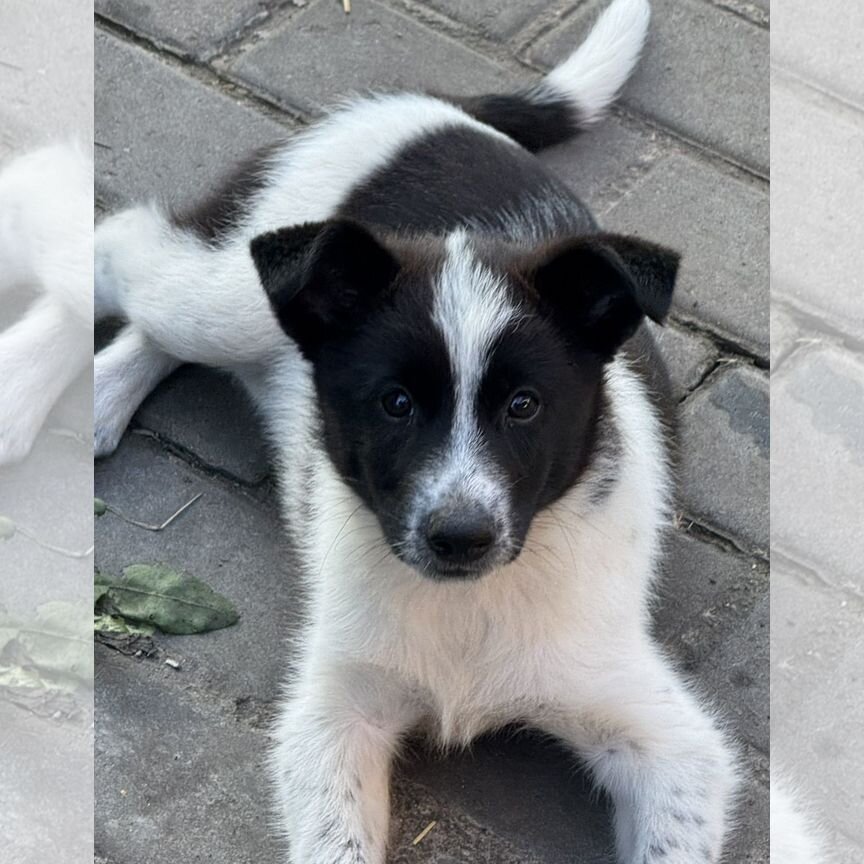 Щенок в добрые руки