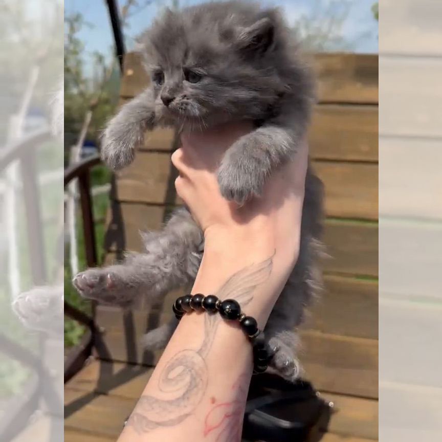 Британский короткошёрстный котёнок
