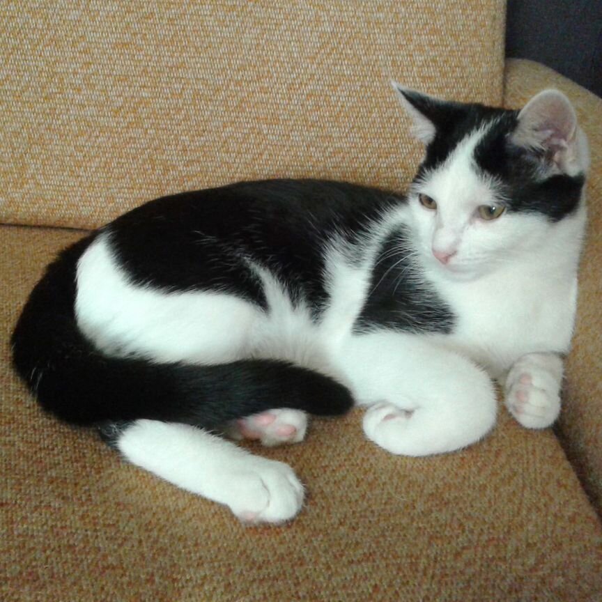 Молодой кот (5 мес.) в добрые руки