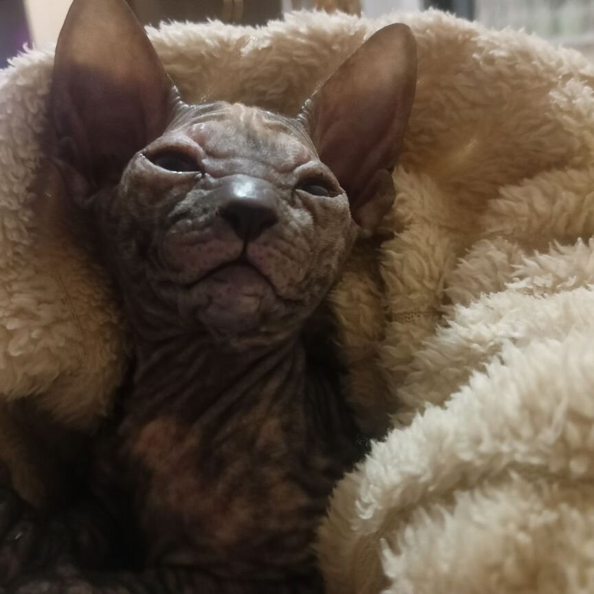 Канадский сфинкс