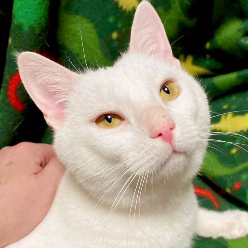 Белоснежный красавчик в приюте, ищет дом