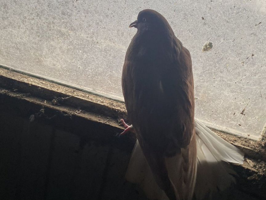 Николаевский голубь