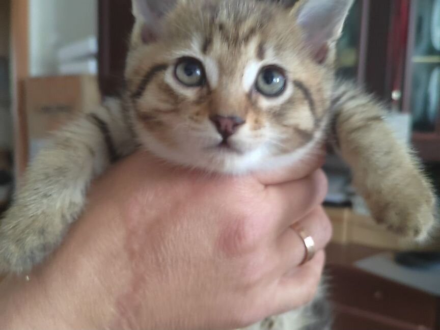 Кошки в добрые руки