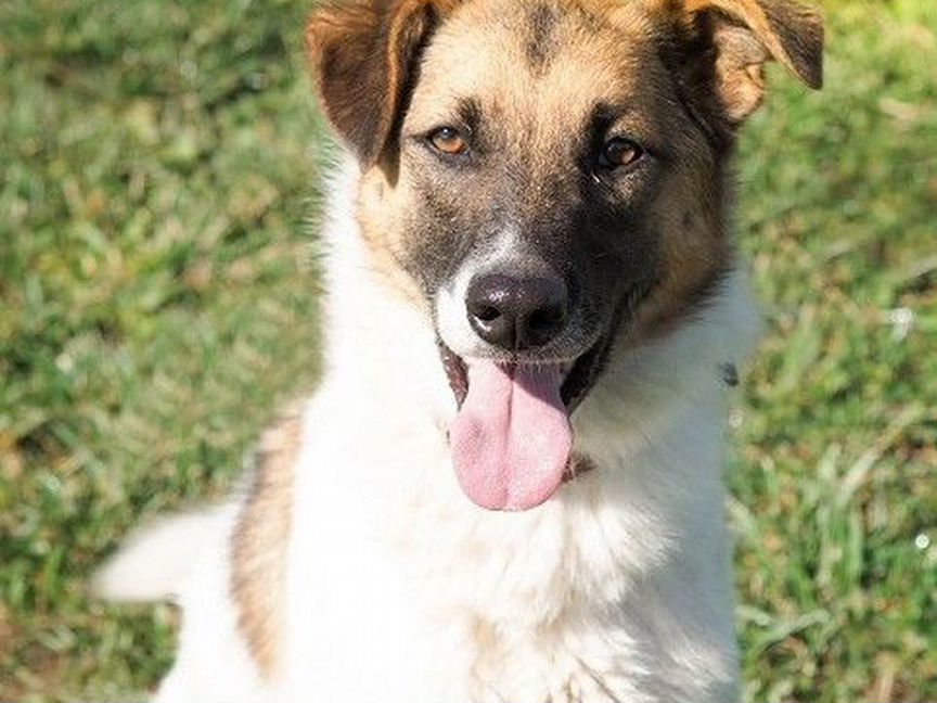 Отдам собаку в заботливые руки