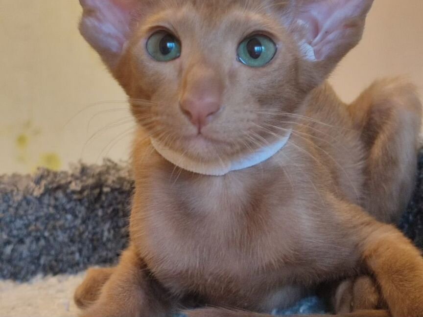 Ориентальные котята с документами