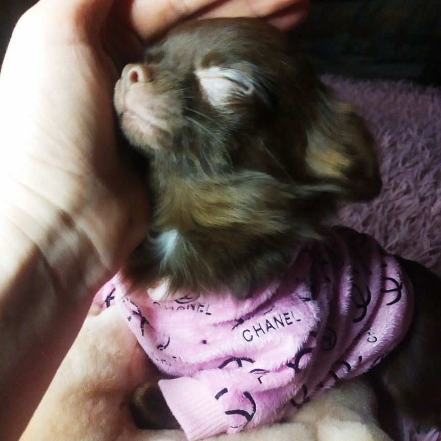 Чихуахуа очень мини мальчик