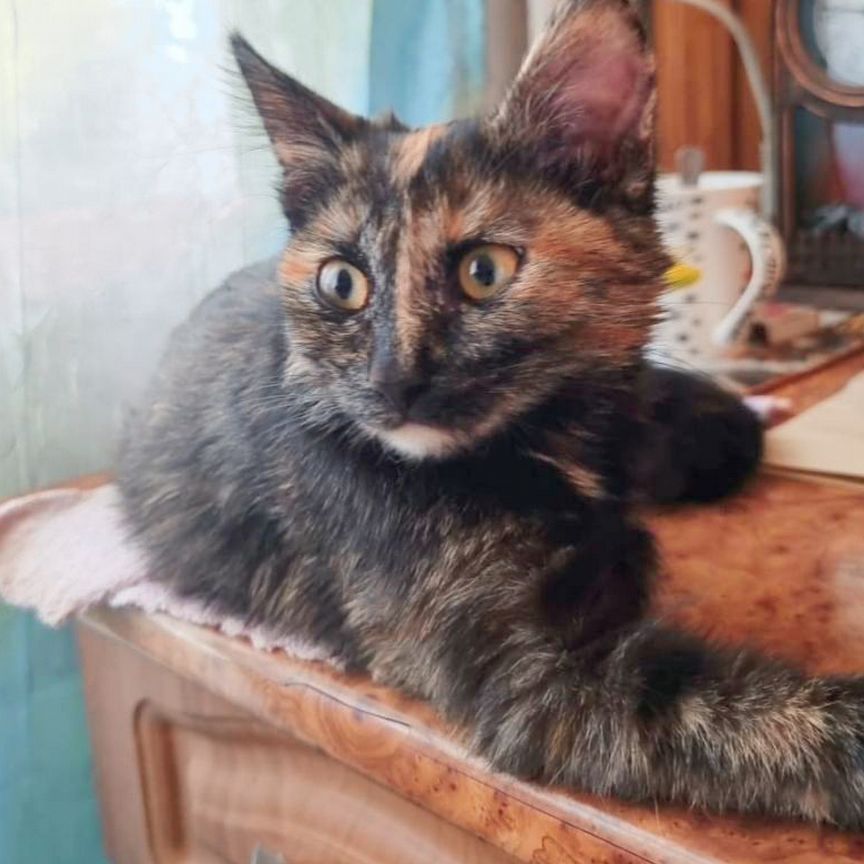 Кошка в дар бесплатно