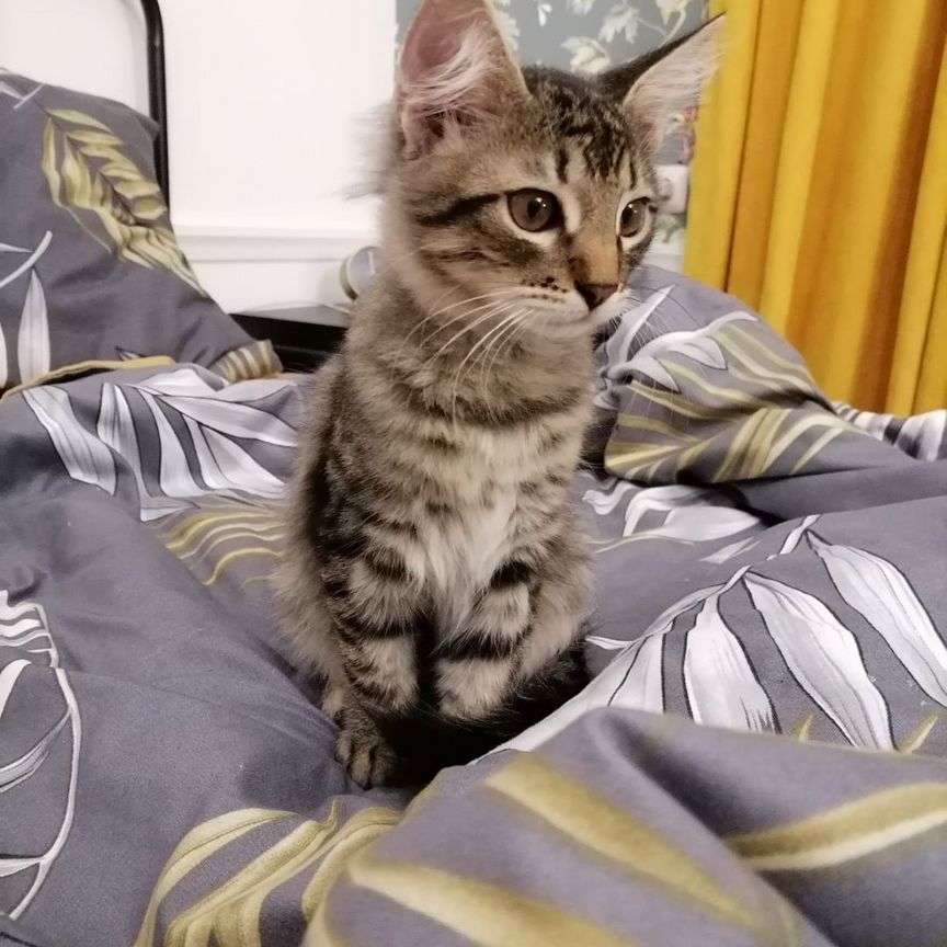 Котенок в добрые руки
