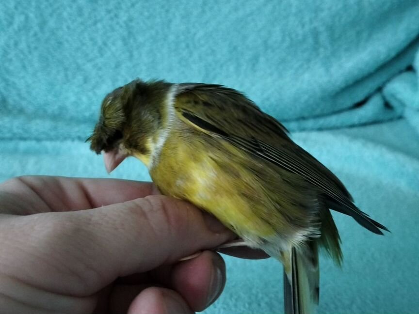 Продам певчего кенара