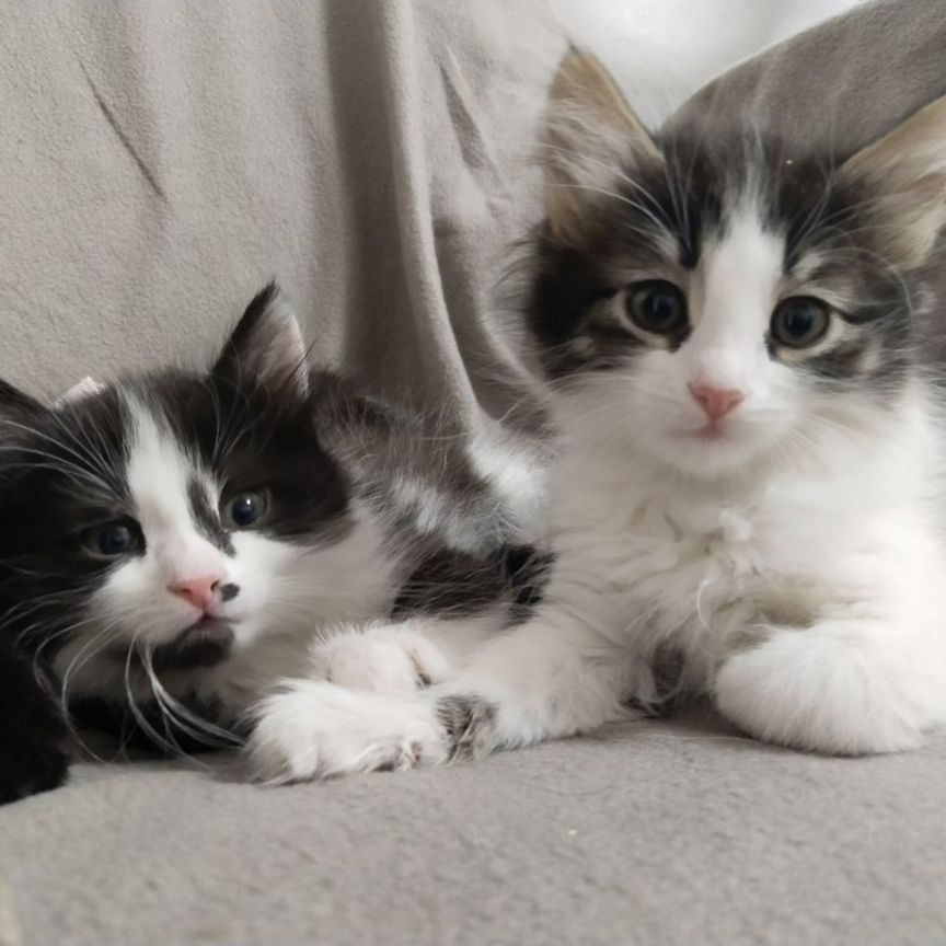 Котята в добрые руки бесплатно