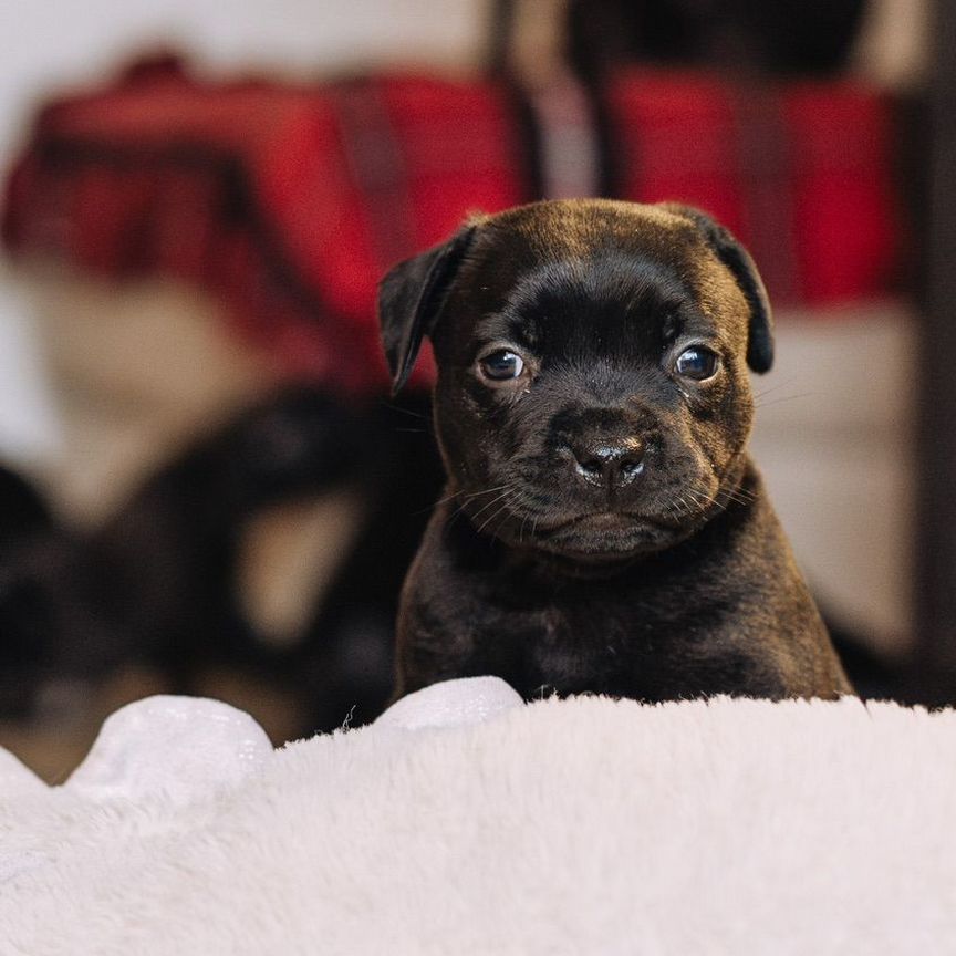 Стаффордширский бультерьер, щенок