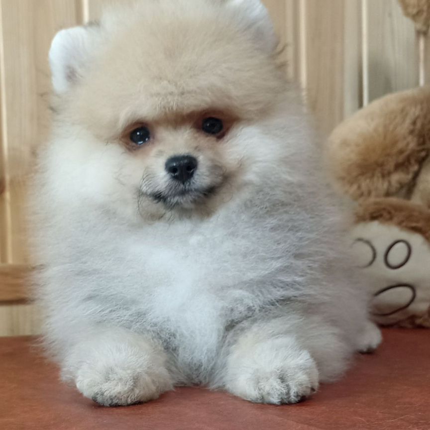 Померанский шпиц