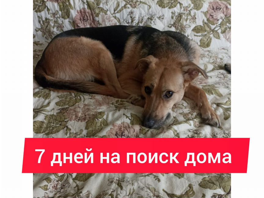 Помогите спасти собаку