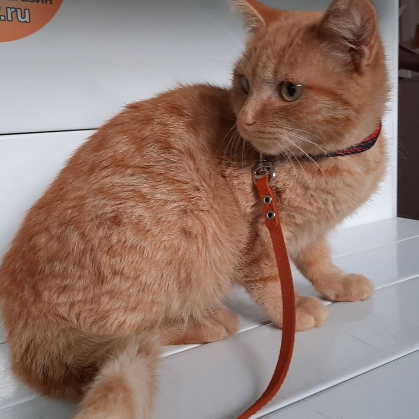 Рыжий котик в Добрые руки (10мес.)