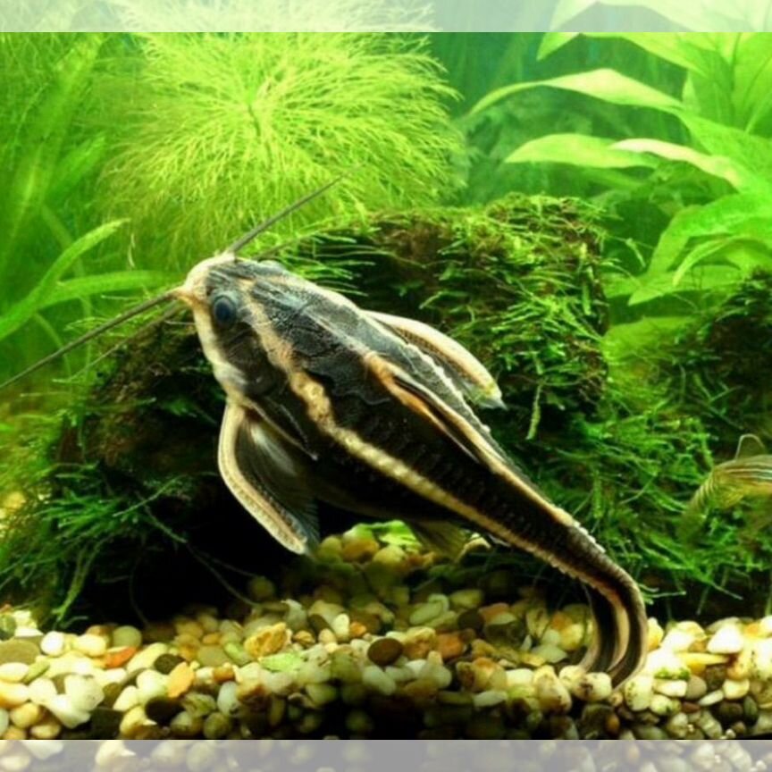 Сомик платидорас