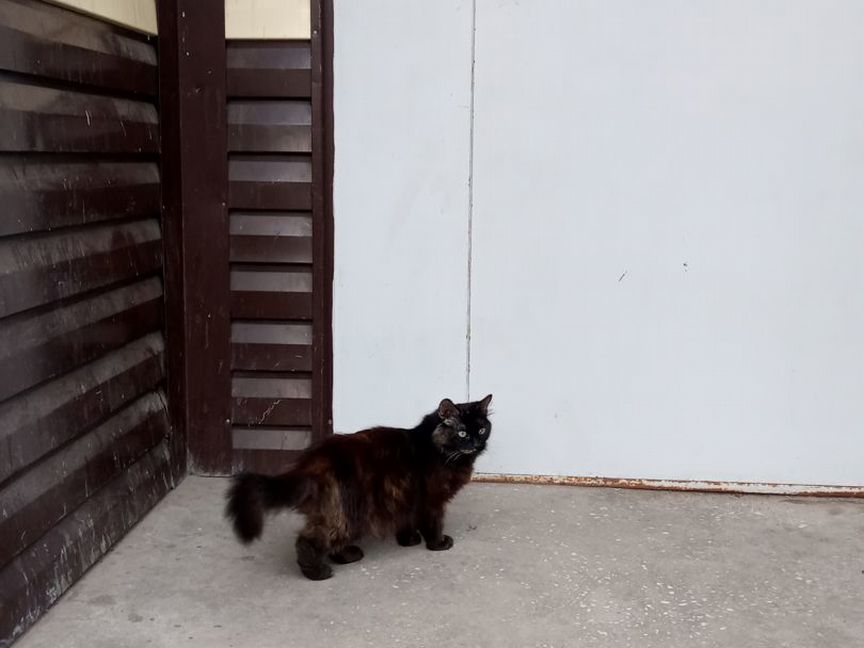 Умница кошечка