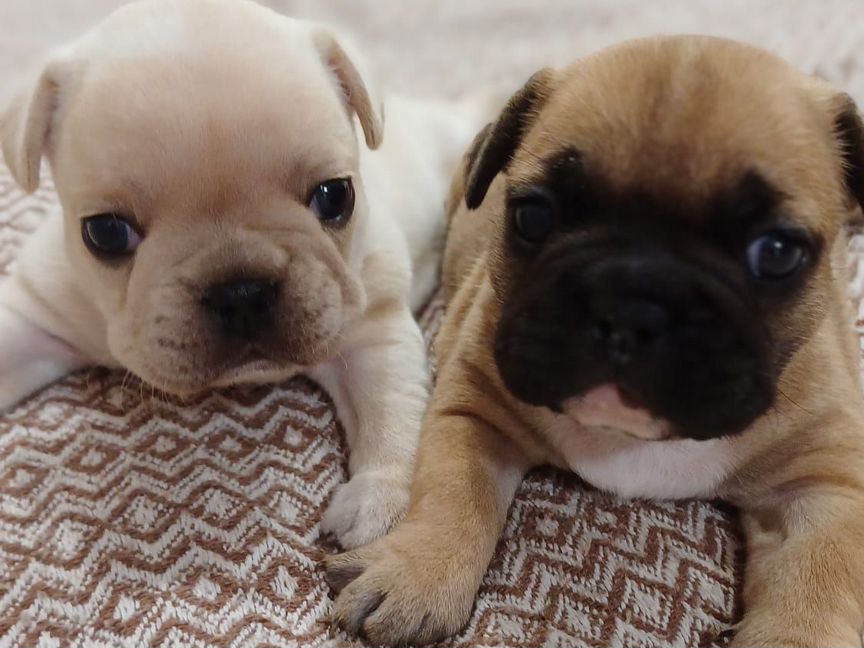 Французский бульдог щенки