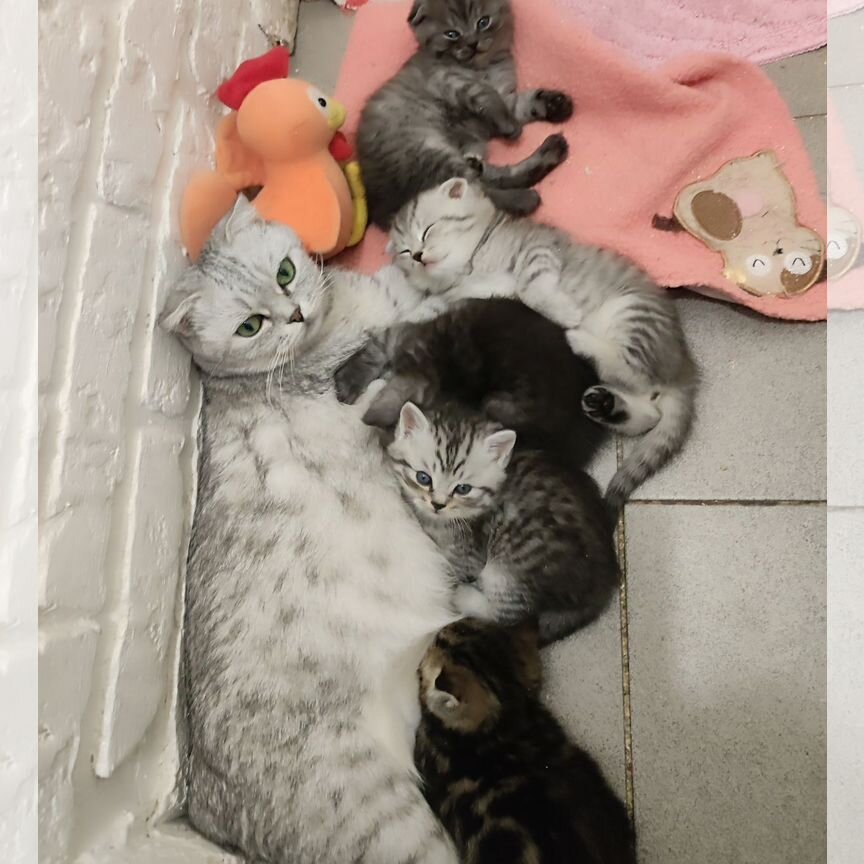 Британские чистокровные котята