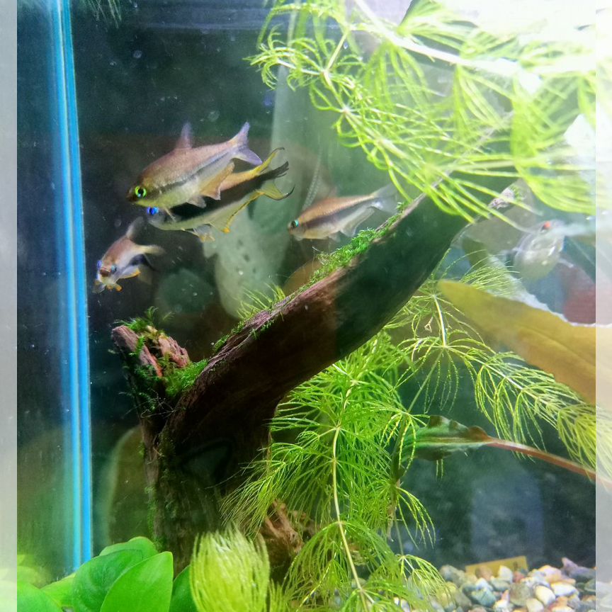 Филомена баллон, Тетра королевская