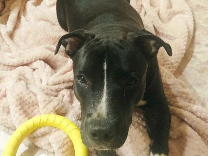 Стаффордширский терьер